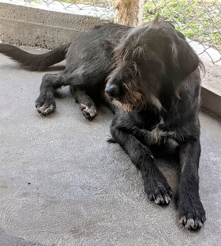 Elsa – Piney Mountain Foster Care